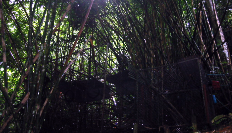 Gibbon Rehabilitation Center Phuket | AdventuresAsia.com | Adventures ...