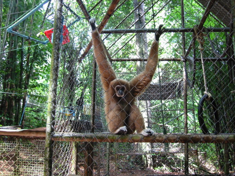 Gibbon Rehabilitation Center Phuket | Adventures Asia Personal Travel Blog